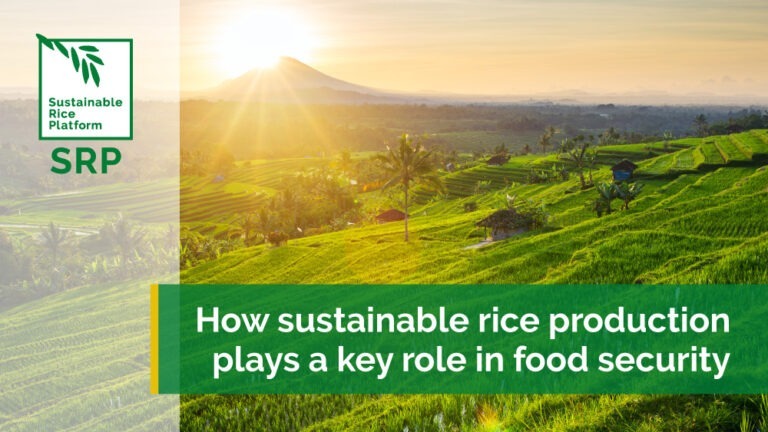 How sustainable rice production plays a key role in food security ...