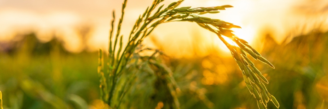 SRP Authorized Training Program - SRP