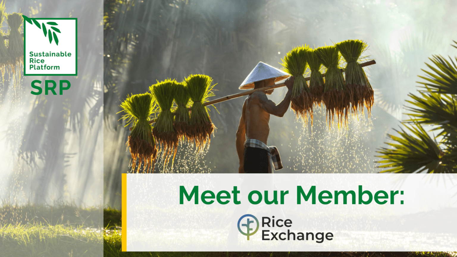 Meet our member: Rice Exchange – Sustainable Rice Platform (SRP)