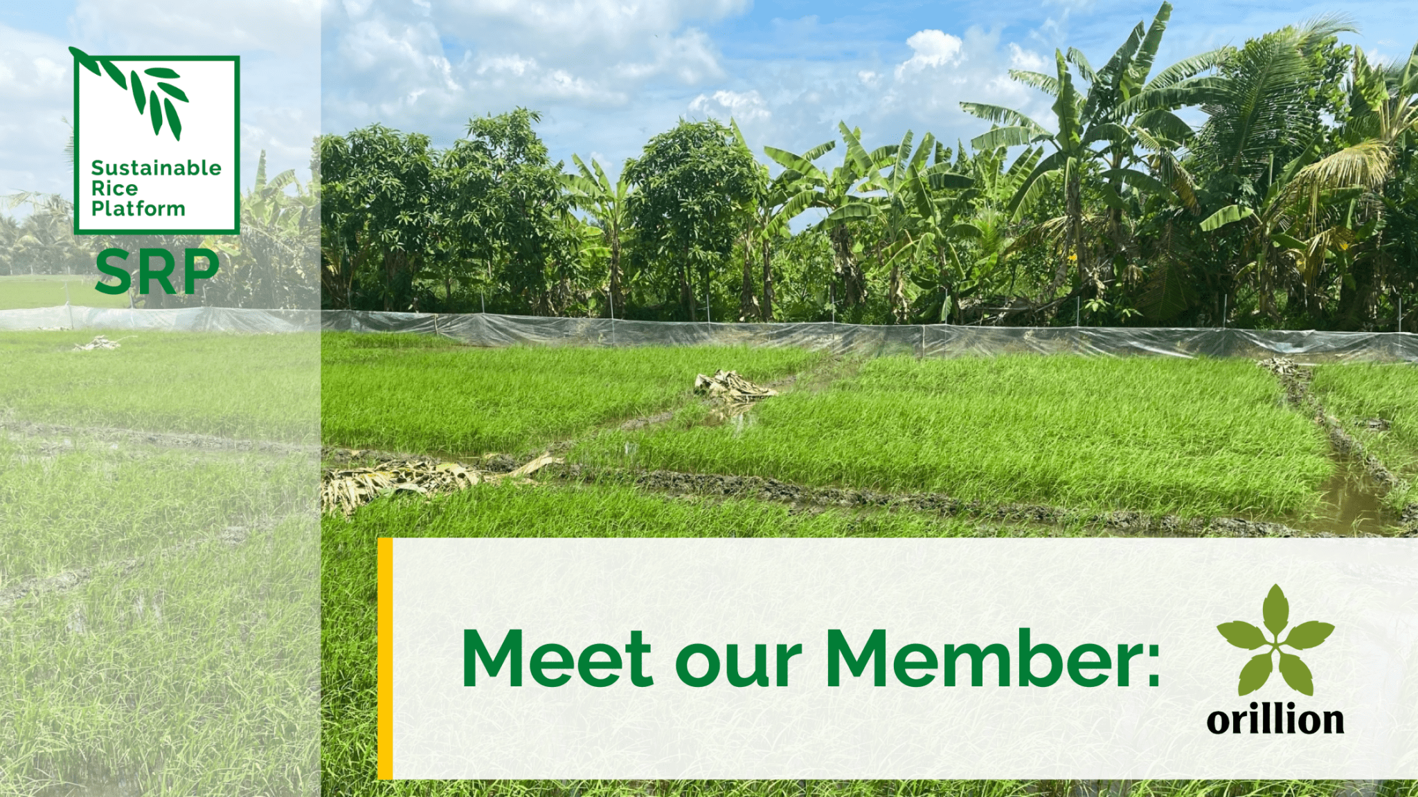 Meet our member: Orillion – Sustainable Rice Platform (SRP)