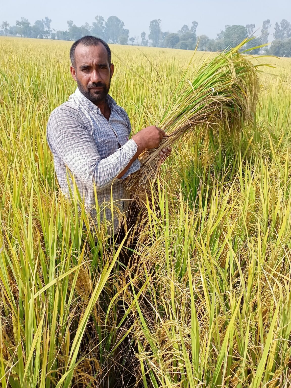 LT Foods and SRP Pilot Climate-Smart Rice Methodology to Advance Low ...
