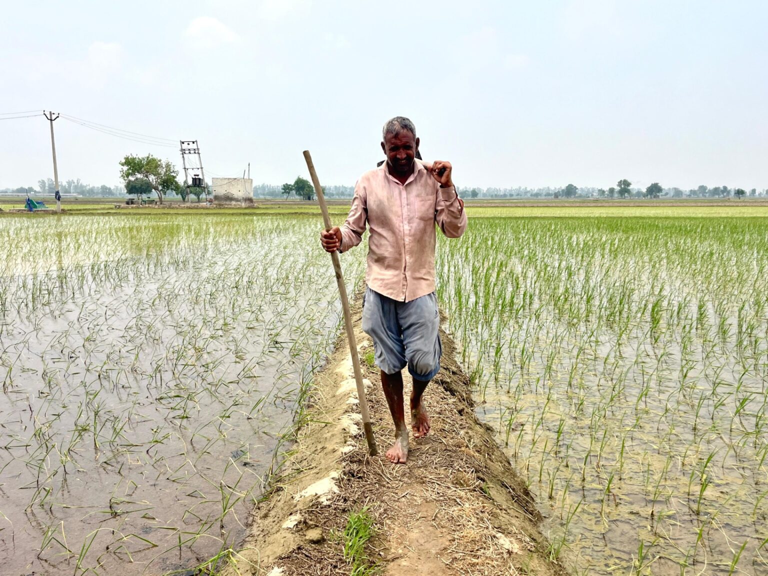 LT Foods and SRP Pilot Climate-Smart Rice Methodology to Advance Low ...
