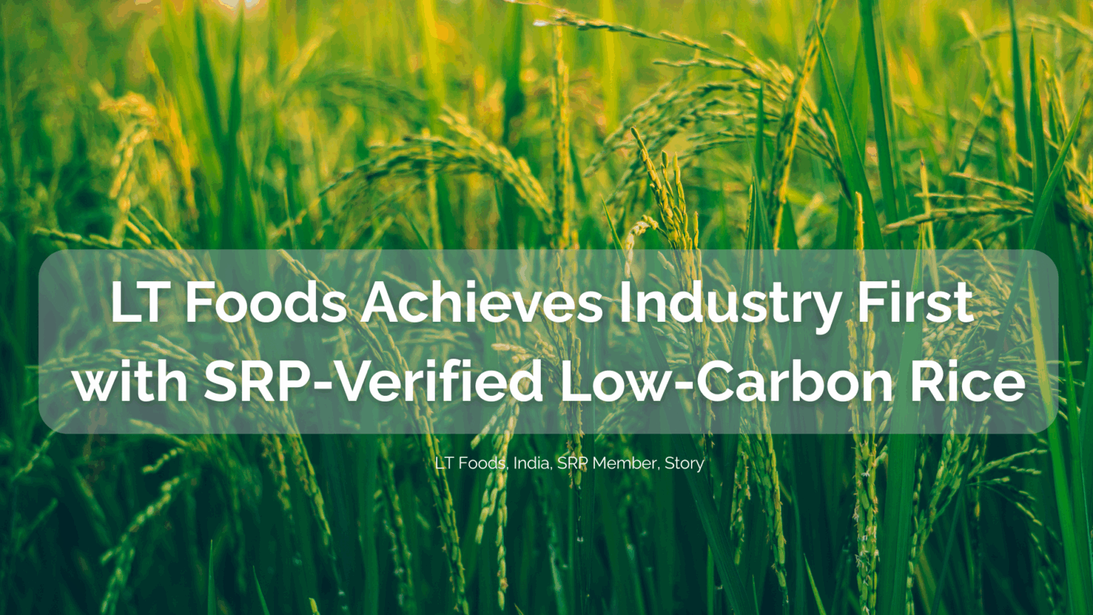 LT Foods and SRP Pilot Climate-Smart Rice Methodology to Advance Low ...