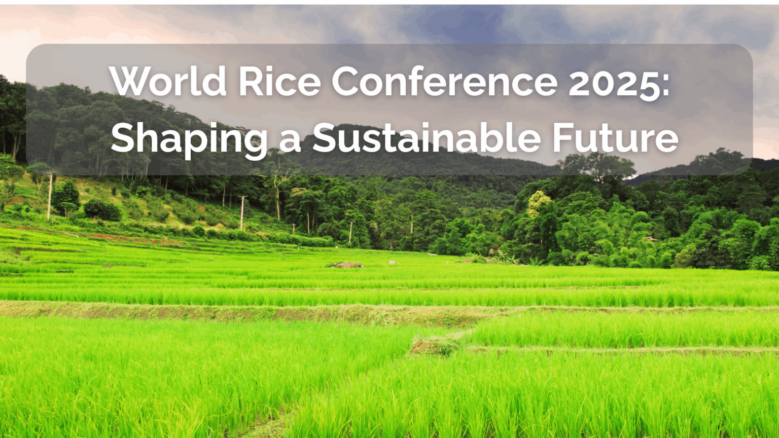 Sustainable Rice Platform partners with The Rice Trader to spotlight ...