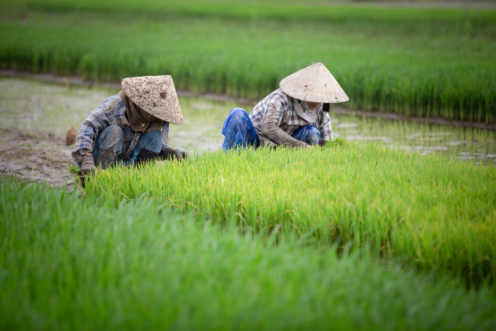 Sustainable Rice Platform partners with The Rice Trader to spotlight ...